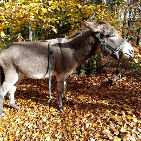 Eselwandern Bayern: Eseltrekking, Eselwanderungen